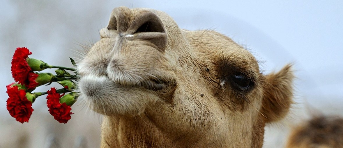 Dear KAG: 20210224 Open Thread – The Q Tree